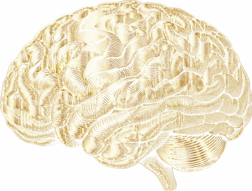 Exploring the Three Main Areas of Neuroscience in Leadership ...
