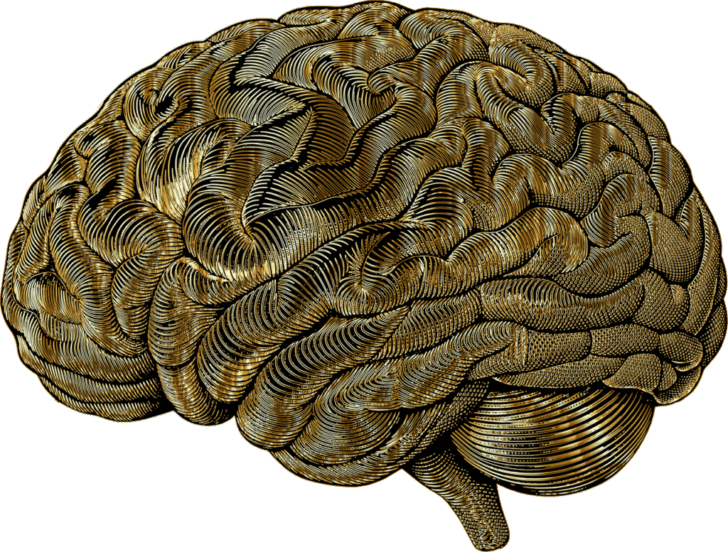 Understanding the Neuroscience Leadership Model - Leadership Science ...