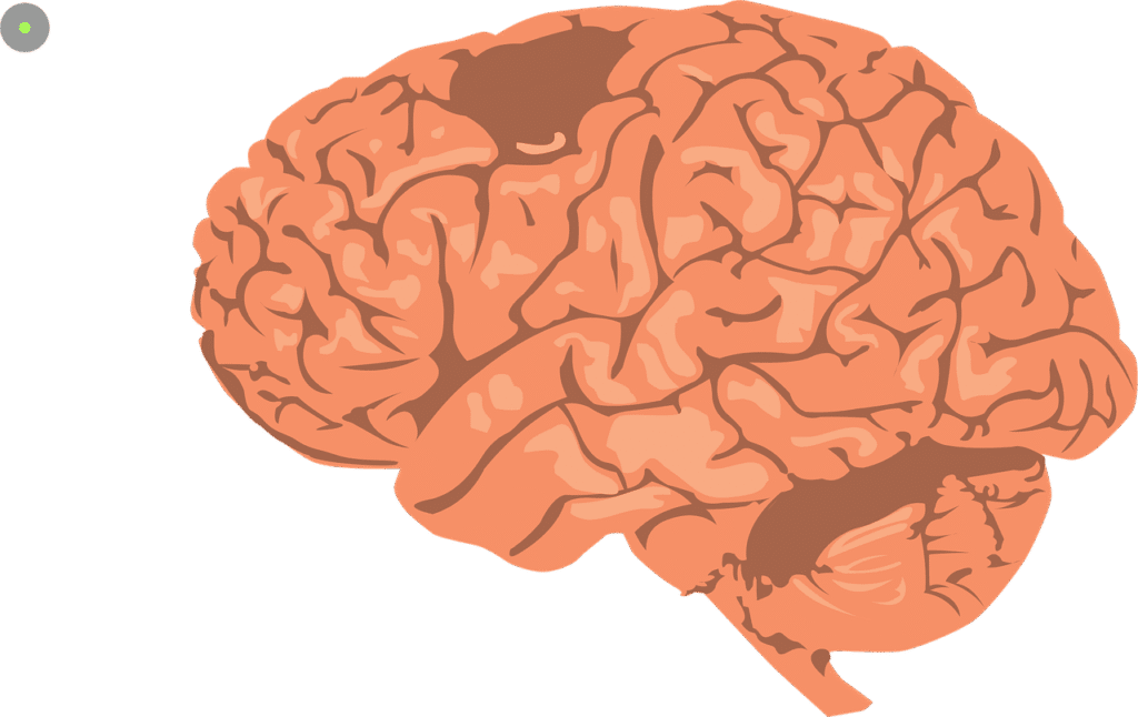 Understanding the Ages Model in Neuroscience and Leadership Development ...